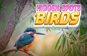 Birds Hidden Spots - kostenlos online spielen 🕹️